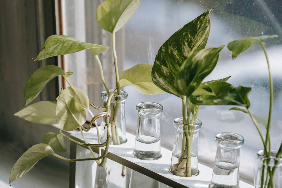 Ako rozmnožíte izbové rastliny? Toto sú 3 najobľúbenejšie spôsoby ...